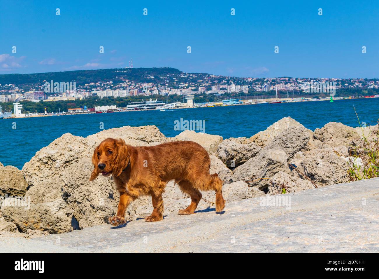 Cute six month old male English puppy cocker spaniel standing on the ...