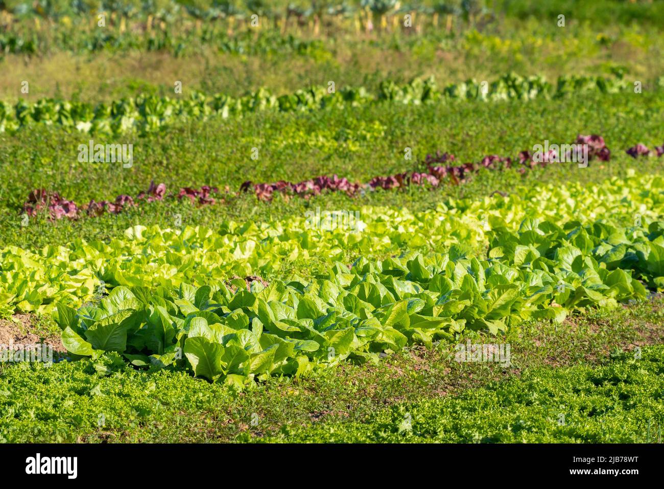 Lettuce rows cultivation (Lactuca sativa) on a farm land Stock Photo ...