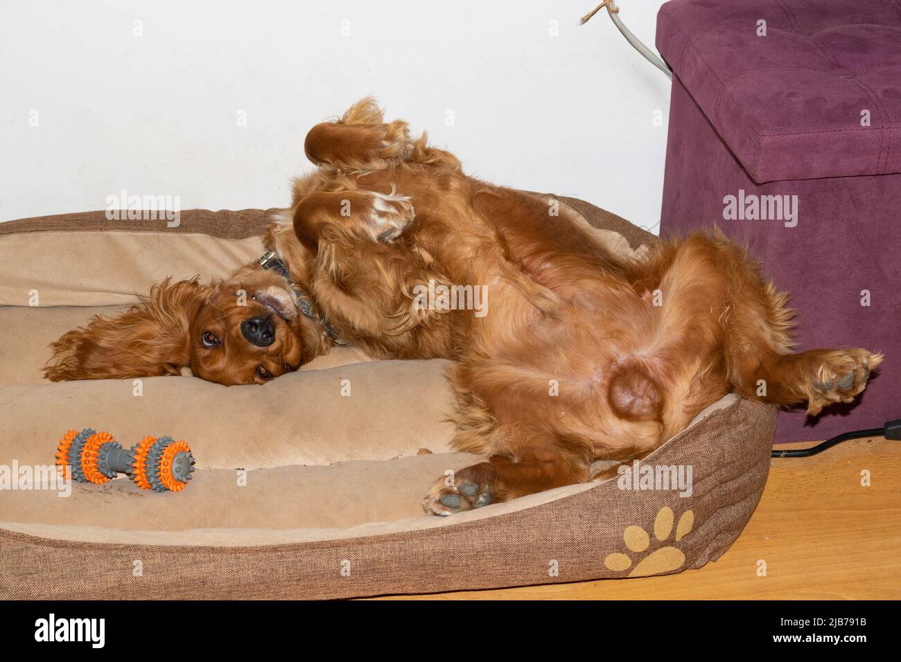 Cute puppy ten month old English Cocker Spaniel staying,rolling,posing ...