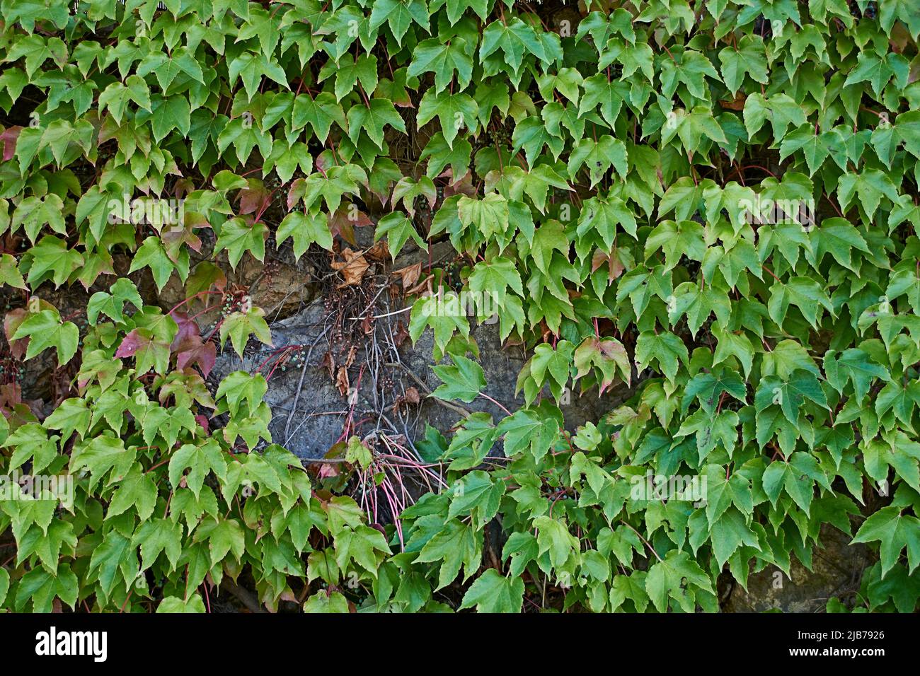 Handmade stone wall covered with ivy leaves.Textures, green colour ...