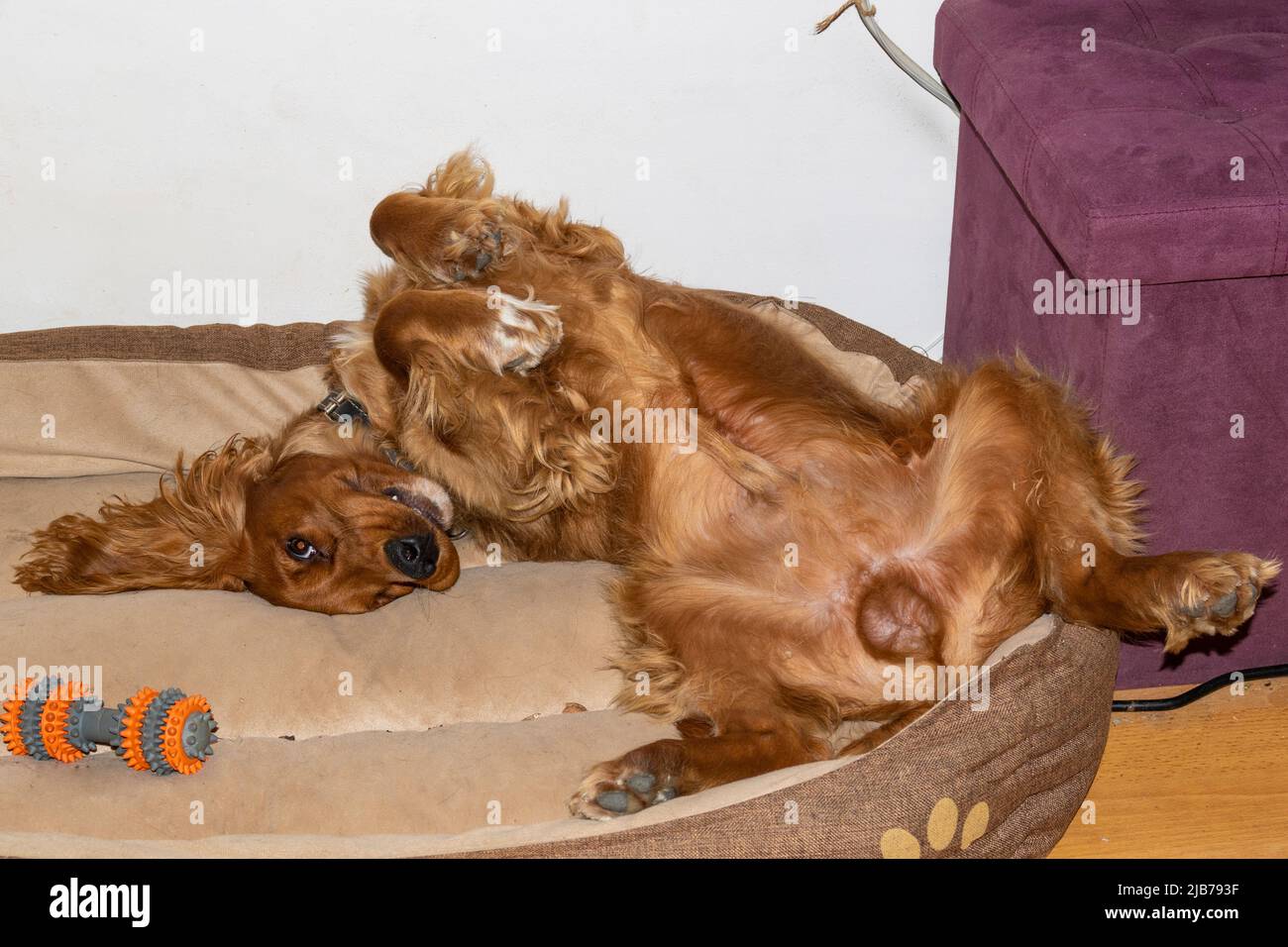 Cute puppy ten month old English Cocker Spaniel staying,rolling,posing ...