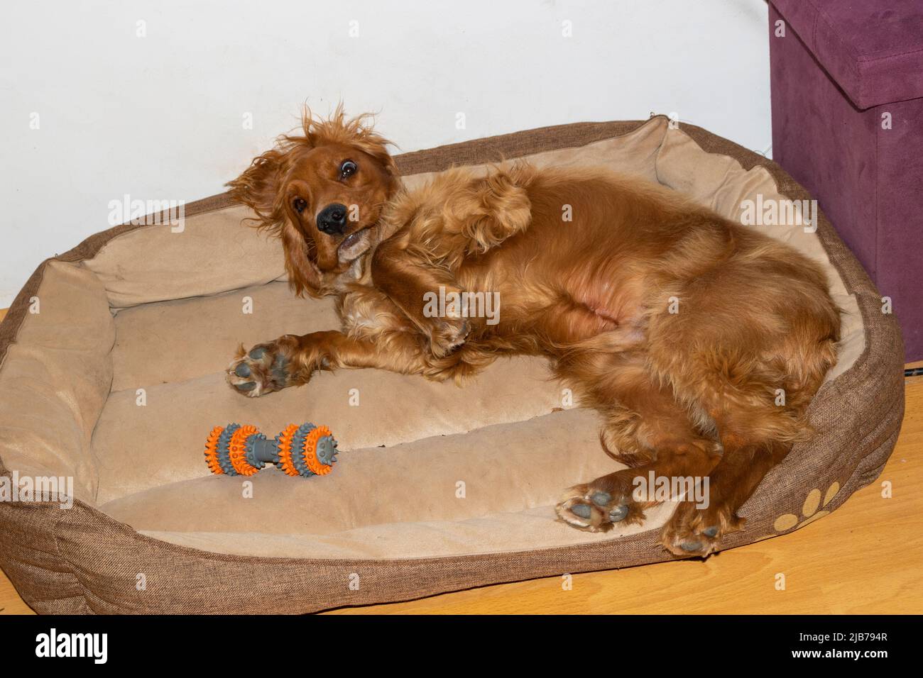 Cute puppy seven month old English Cocker Spaniel sprawling in his bed ...
