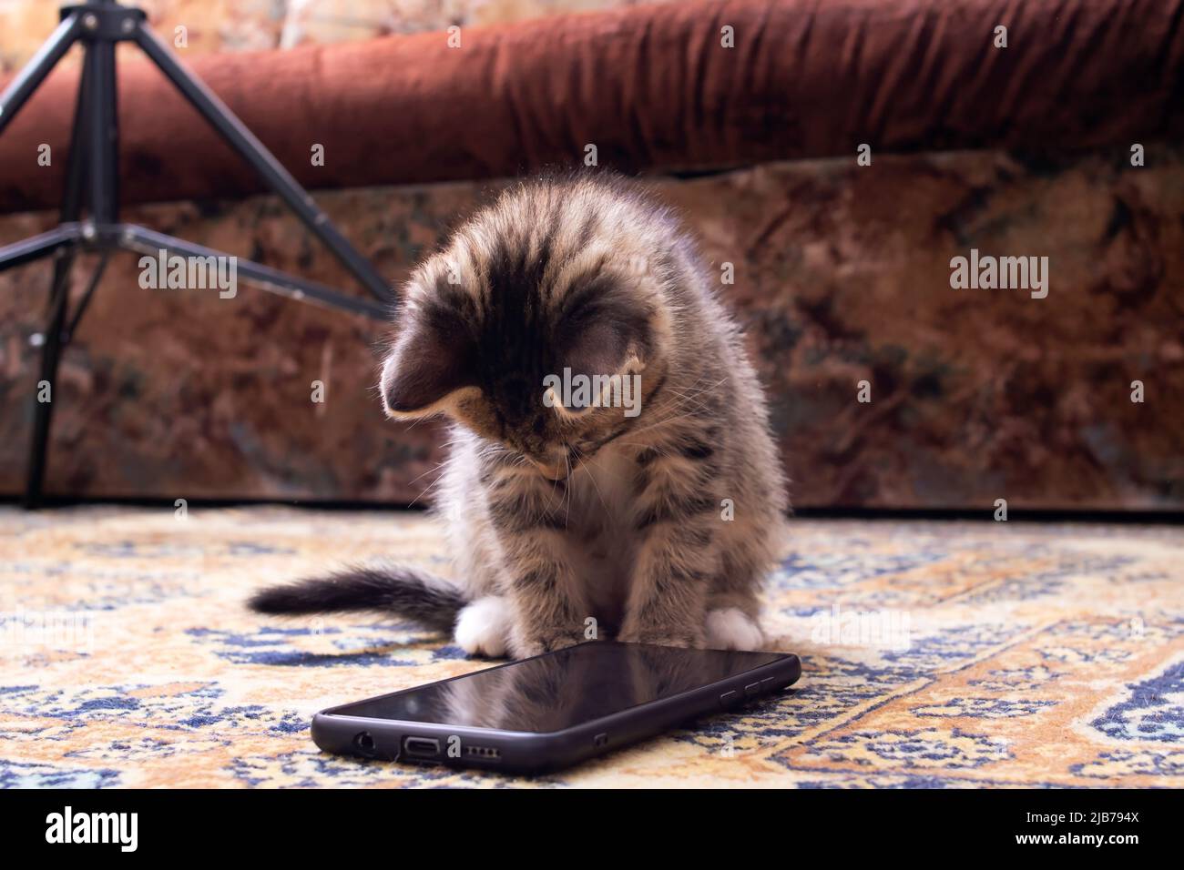 Kitten monitor hi-res stock photography and images - Alamy