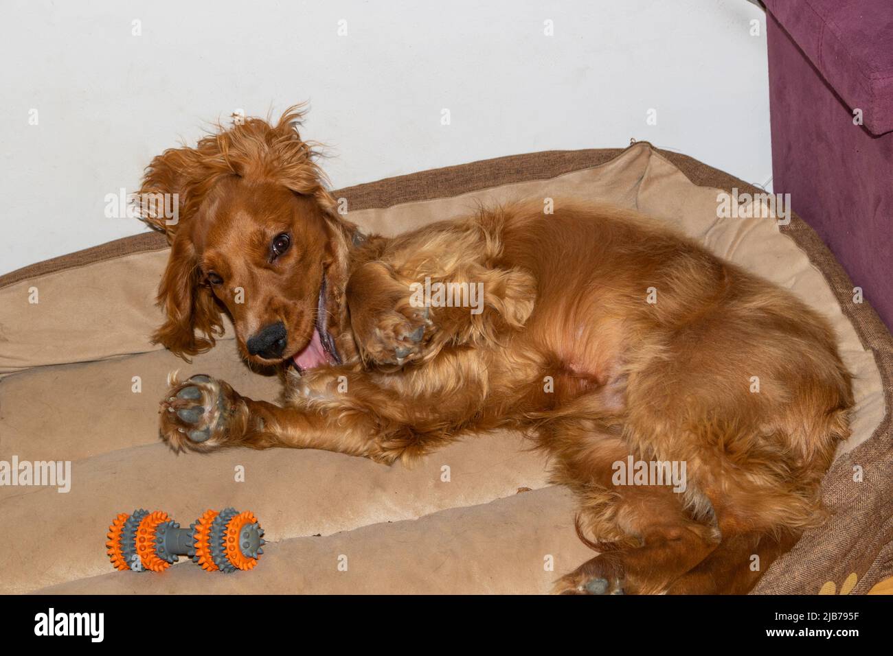 Cute puppy seven month old English Cocker Spaniel sprawling in his bed ...