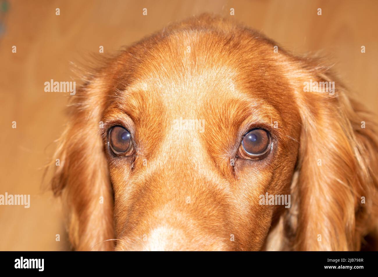 Cute puppy seven month old English Cocker Spaniel sprawling in his bed ...