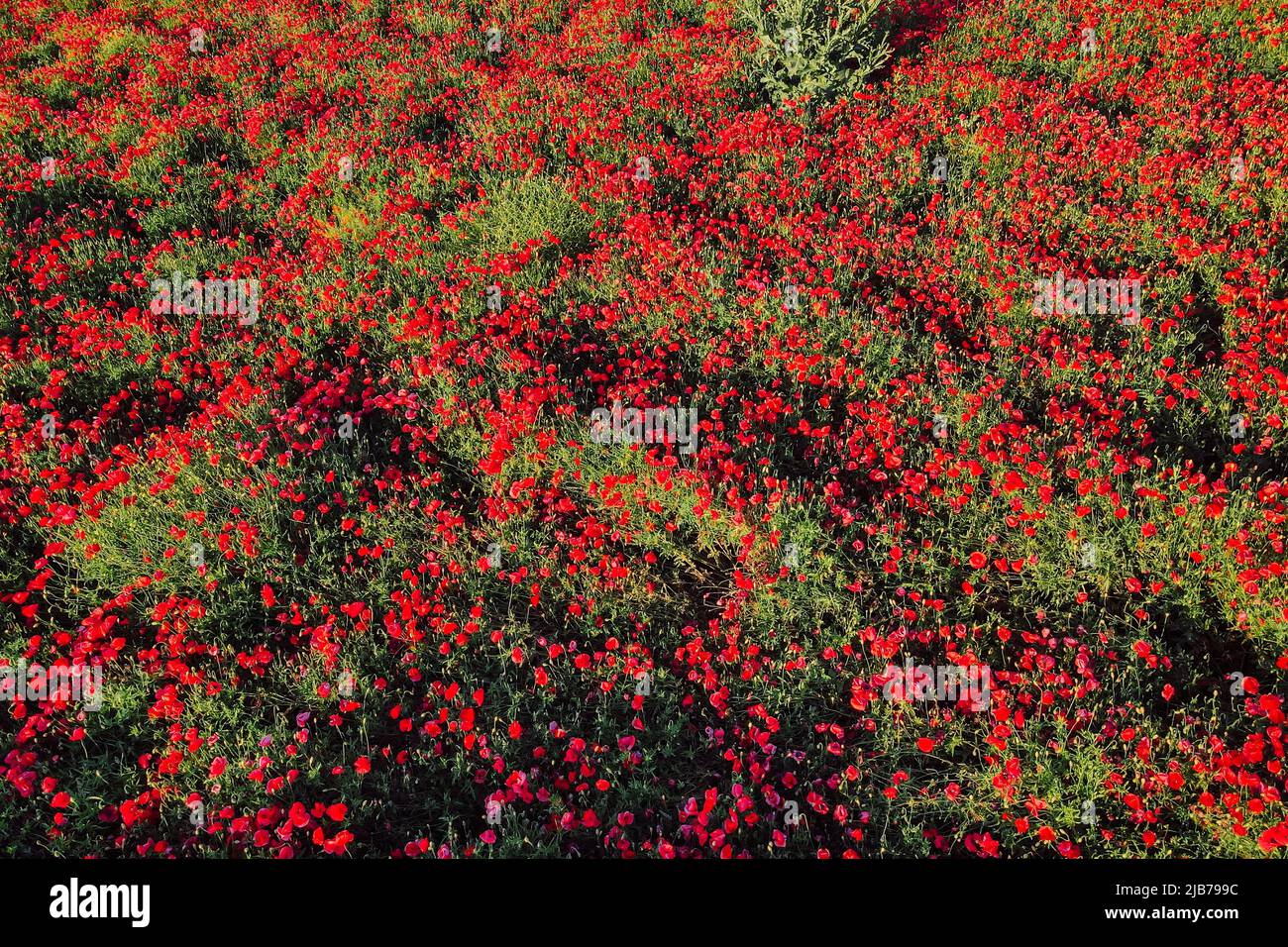 Flowering poppy field. Aerial top view. Wild red flowers Stock Photo ...