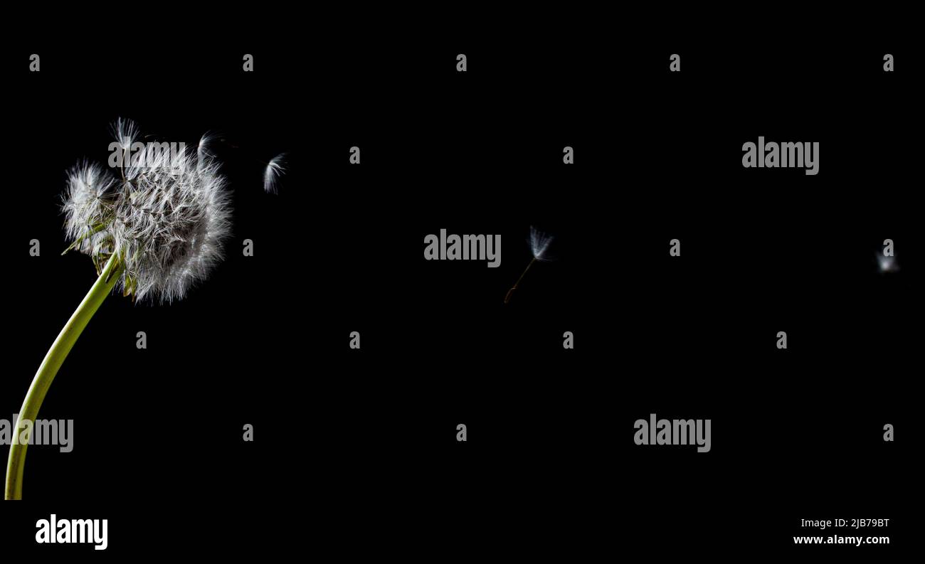 A dandelion seed head with single seeds floating away against a black ...