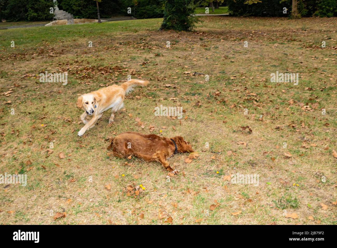 Labrador and cocker spaniel dog playing on sandy beach Varna Bulgaria ...