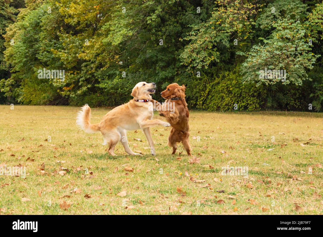 Labrador and cocker spaniel dog playing on sandy beach Varna Bulgaria ...