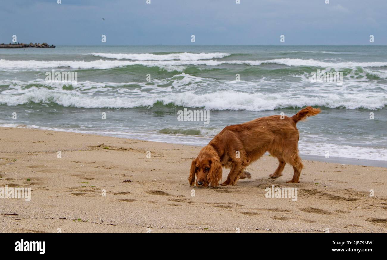 Cute six month old male English puppy cocker spaniel dog having fun on ...
