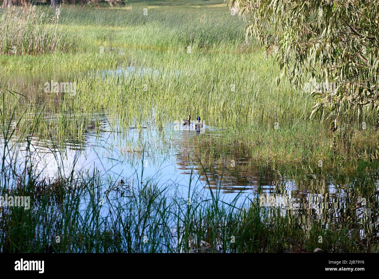 The lake is overgrown with reeds. Wild ducks swim on the lake ...