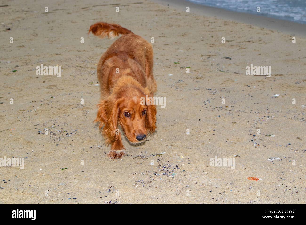 Cute six month old male English puppy cocker spaniel dog having fun on ...