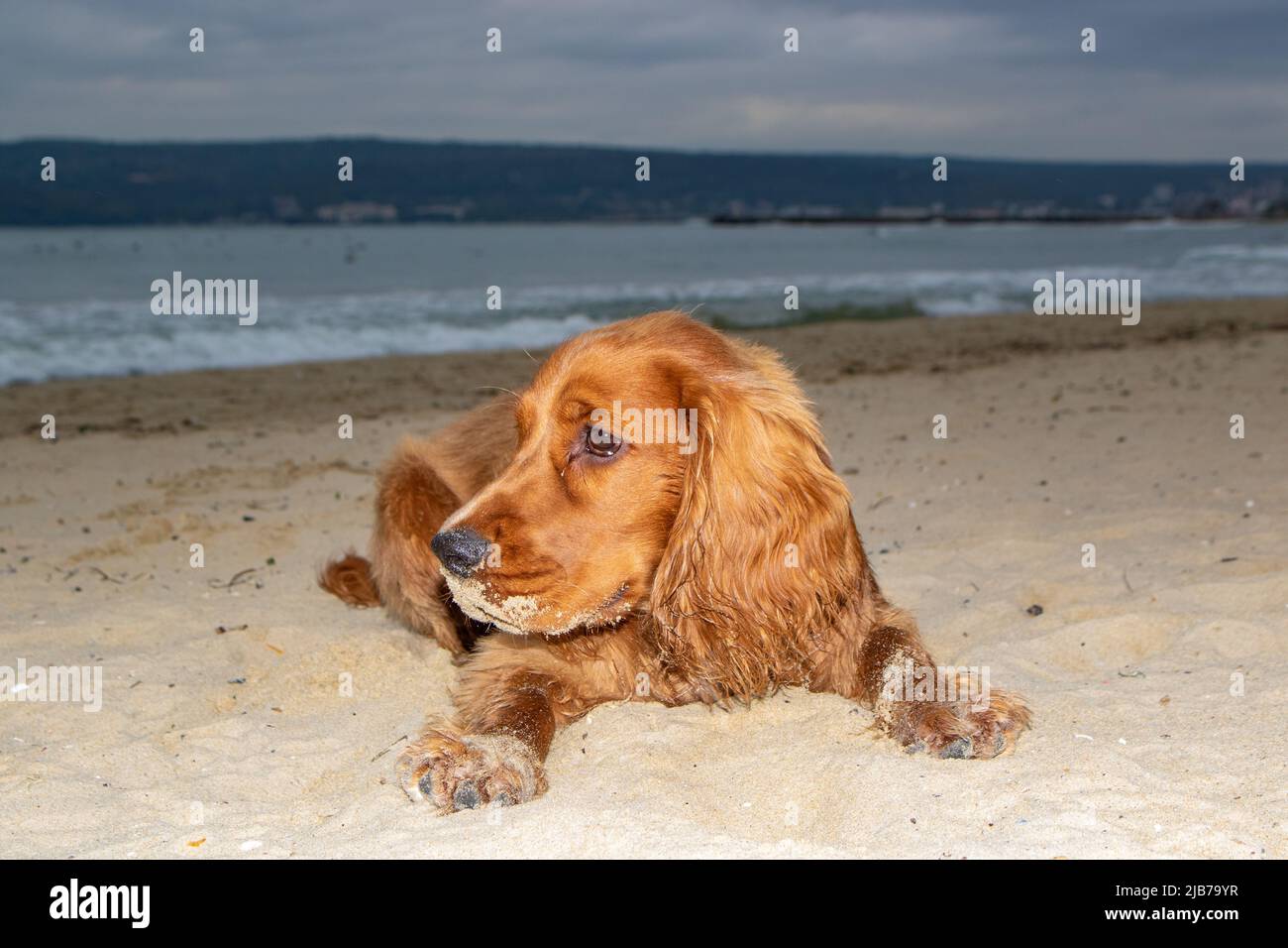 Cute six month old male English puppy cocker spaniel dog having fun on ...
