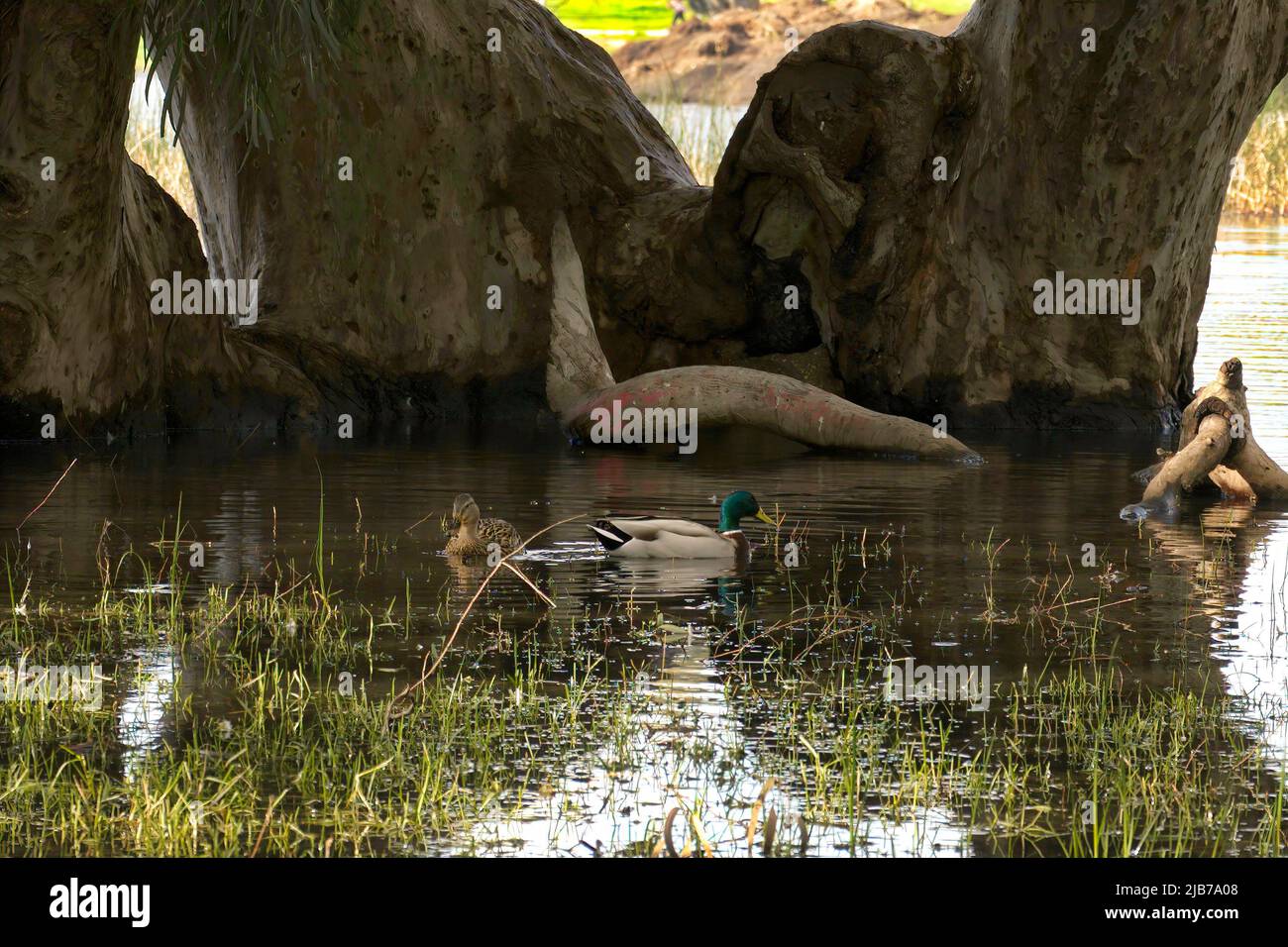 The lake is overgrown with reeds. Wild ducks swim on the lake ...