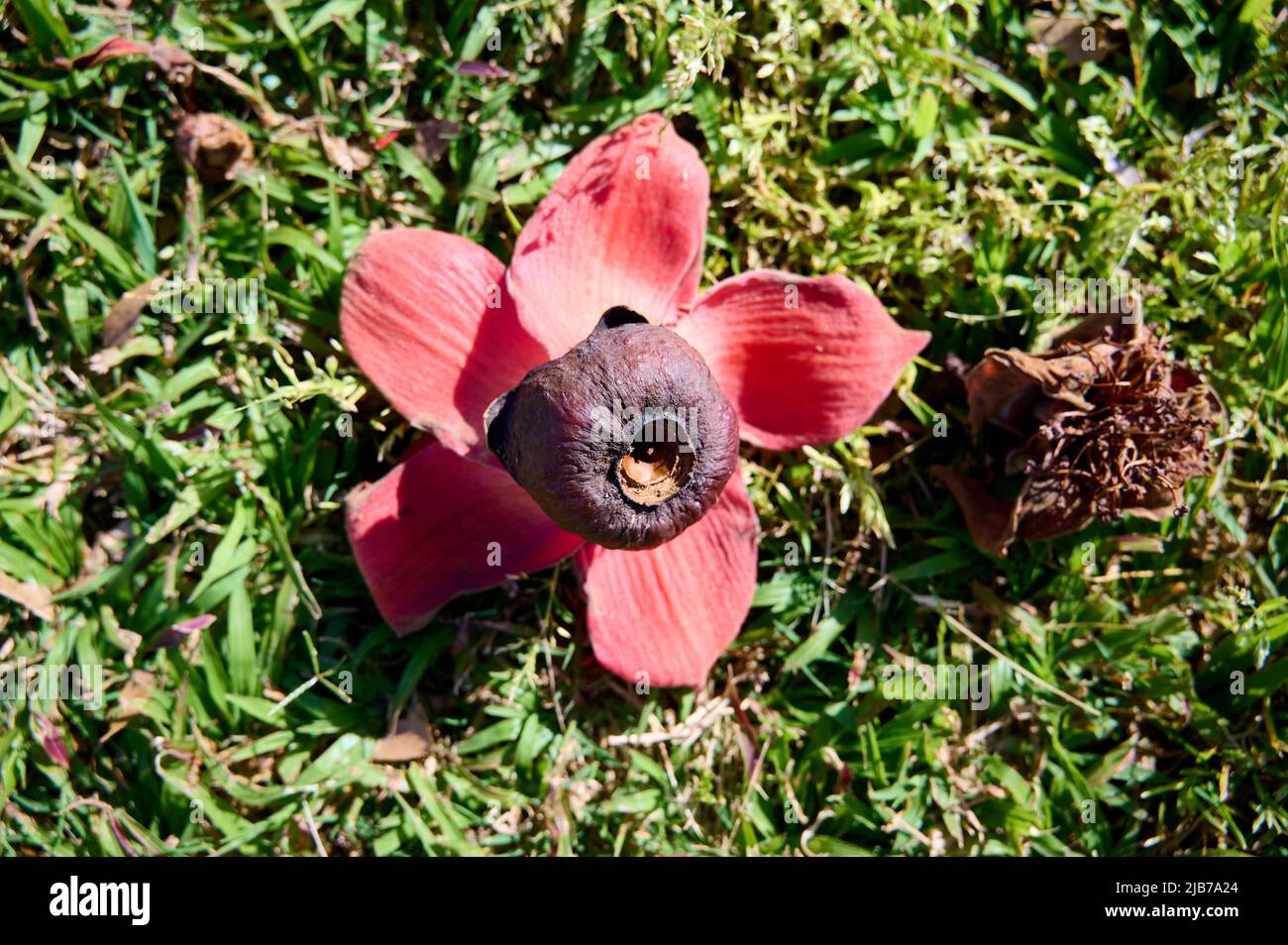 Fallen in the grass red flowers from the treeBombax Ceiba Blooms the ...