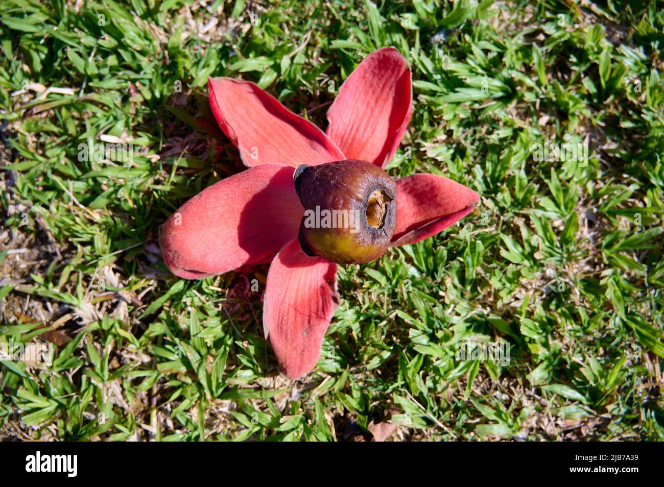 Fallen in the grass red flowers from the treeBombax Ceiba Blooms the ...
