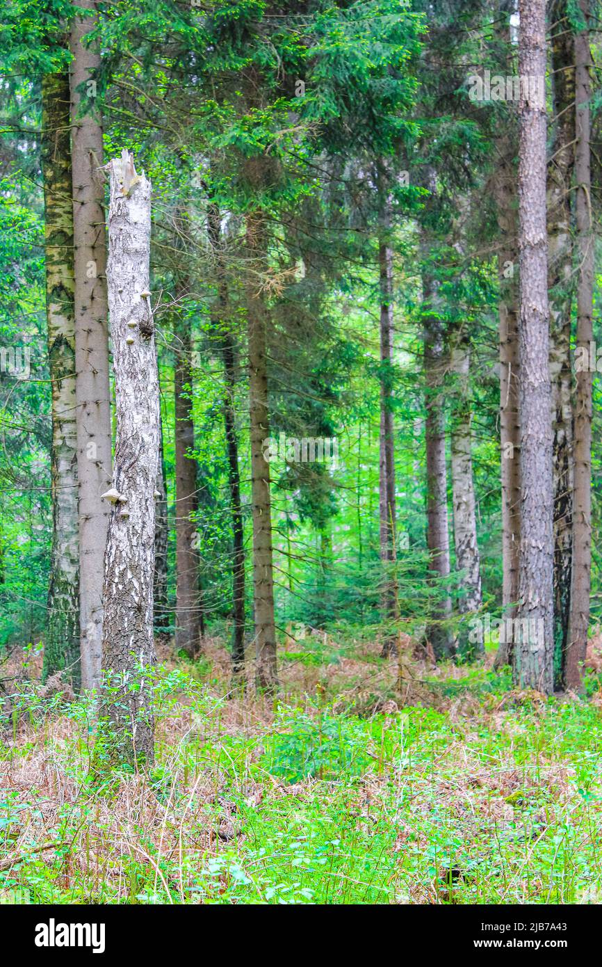 Natural beautiful panorama view with pathway and green plants trees in ...