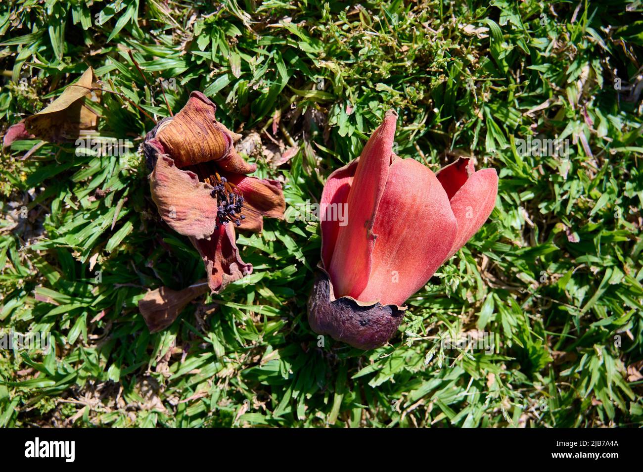 Fallen in the grass red flowers from the treeBombax Ceiba Blooms the ...