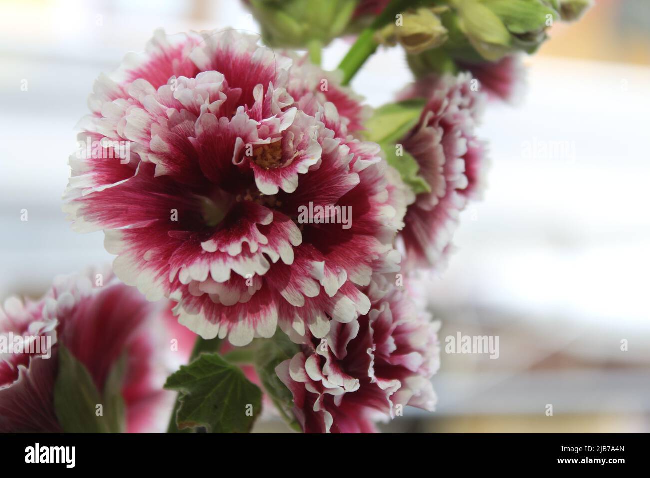 Alcea rosea, the common hollyhock, is an ornamental dicot flowering ...