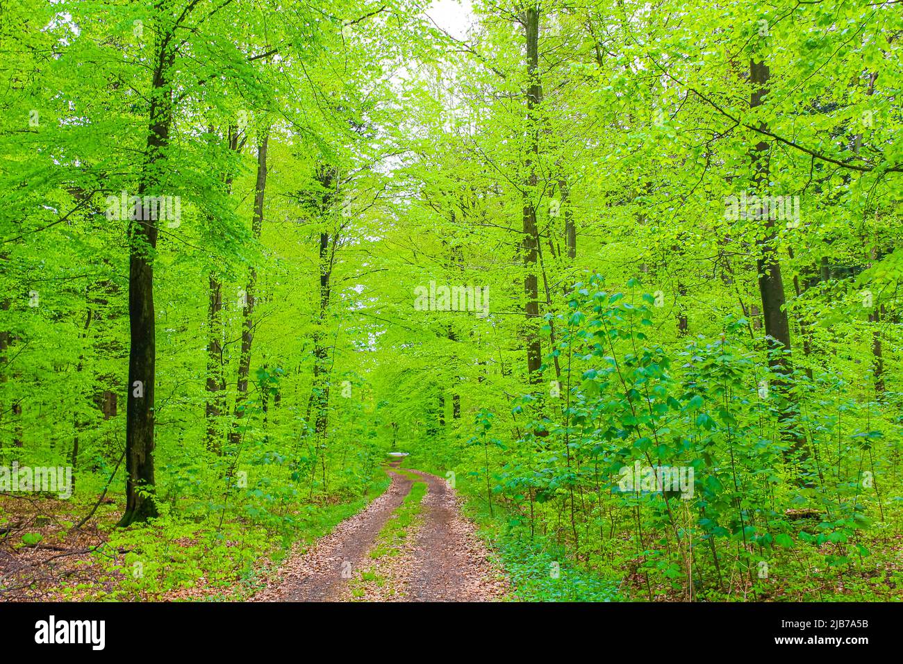 Natural beautiful panorama view with pathway and green plants trees in ...