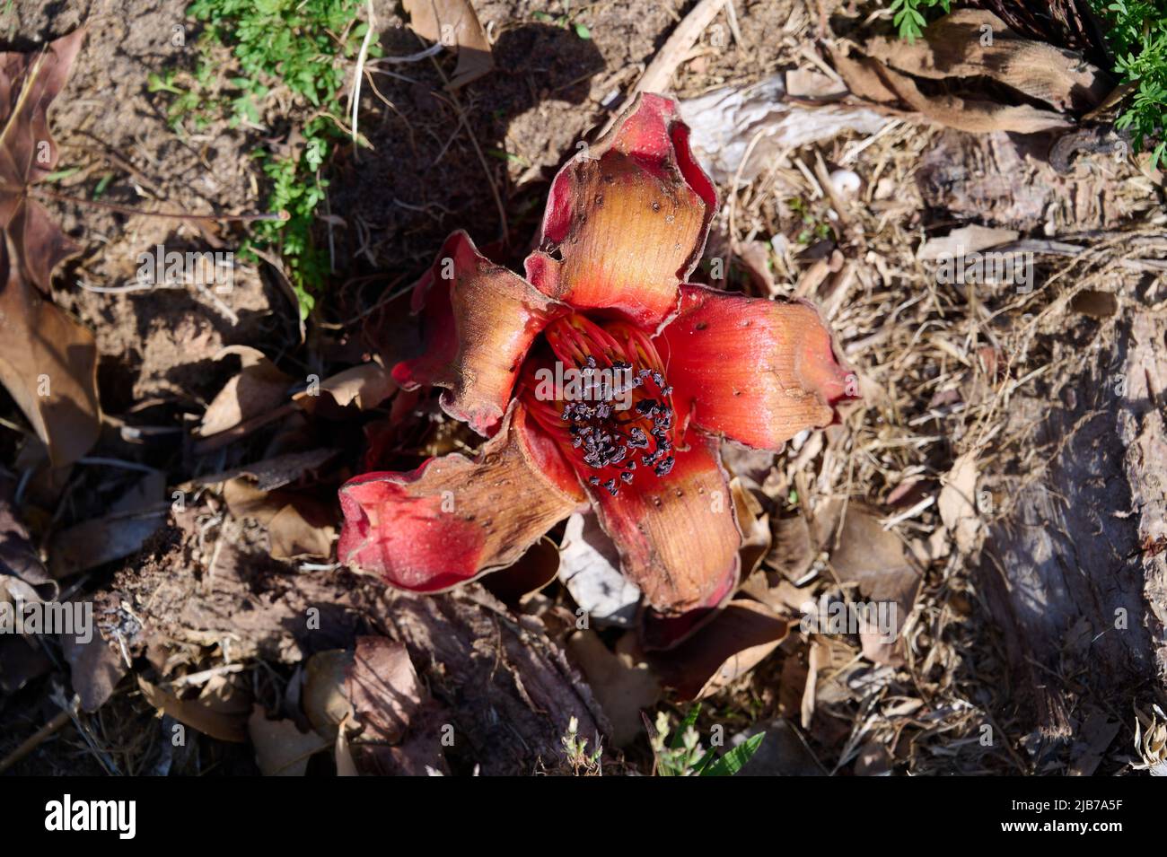 Fallen in the grass red flowers from the treeBombax Ceiba Blooms the ...