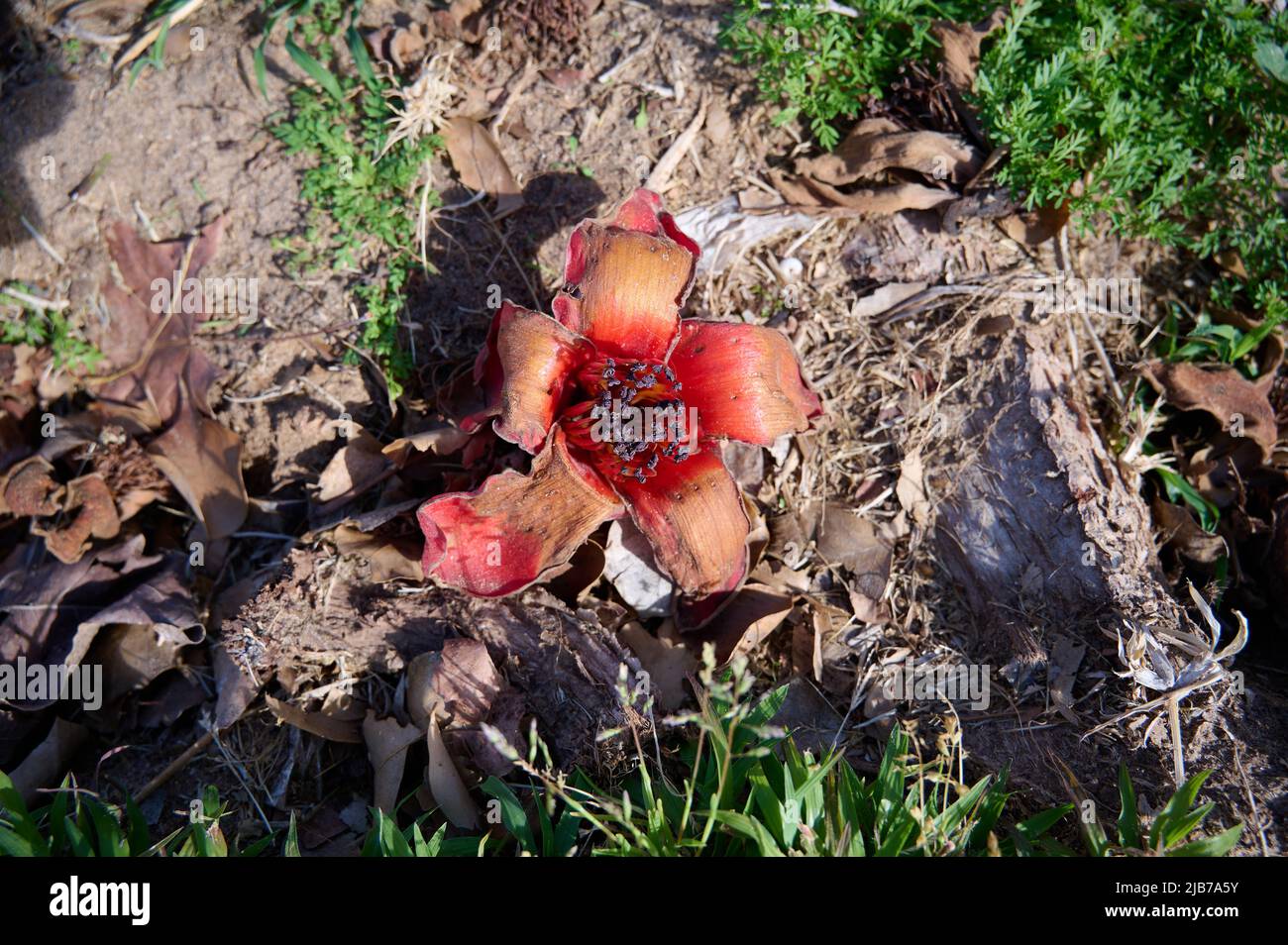 Fallen in the grass red flowers from the treeBombax Ceiba Blooms the ...