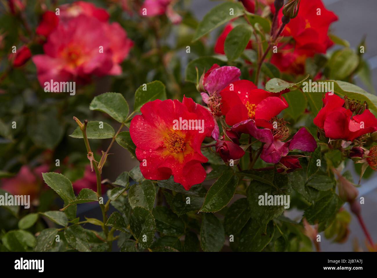Rosa red thing hi-res stock photography and images - Alamy