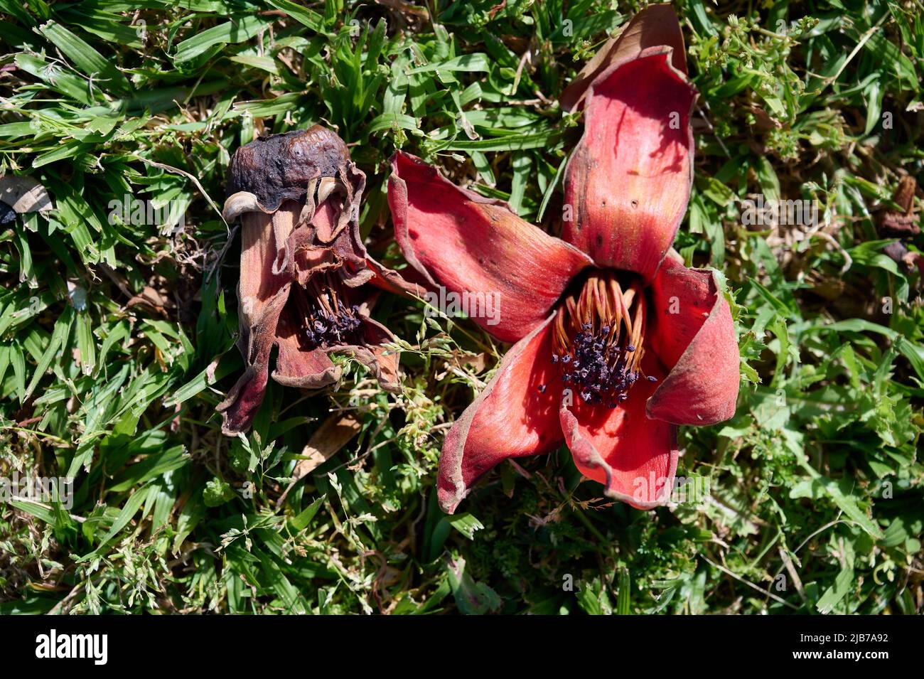 Fallen in the grass red flowers from the treeBombax Ceiba Blooms the ...