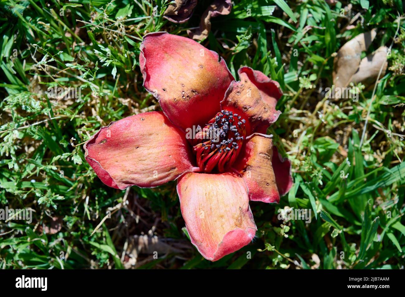 Fallen in the grass red flowers from the treeBombax Ceiba Blooms the ...