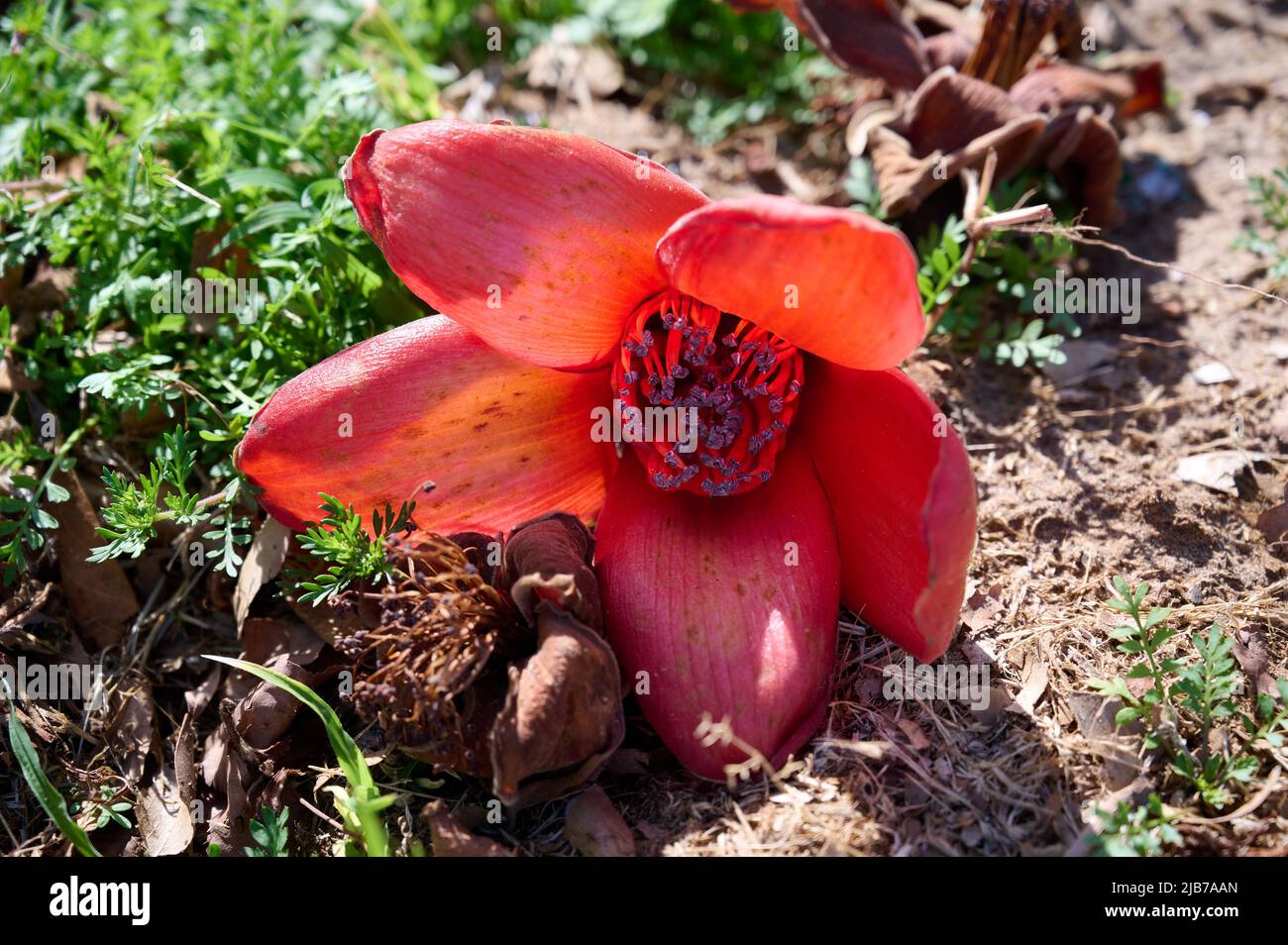 Fallen in the grass red flowers from the treeBombax Ceiba Blooms the ...