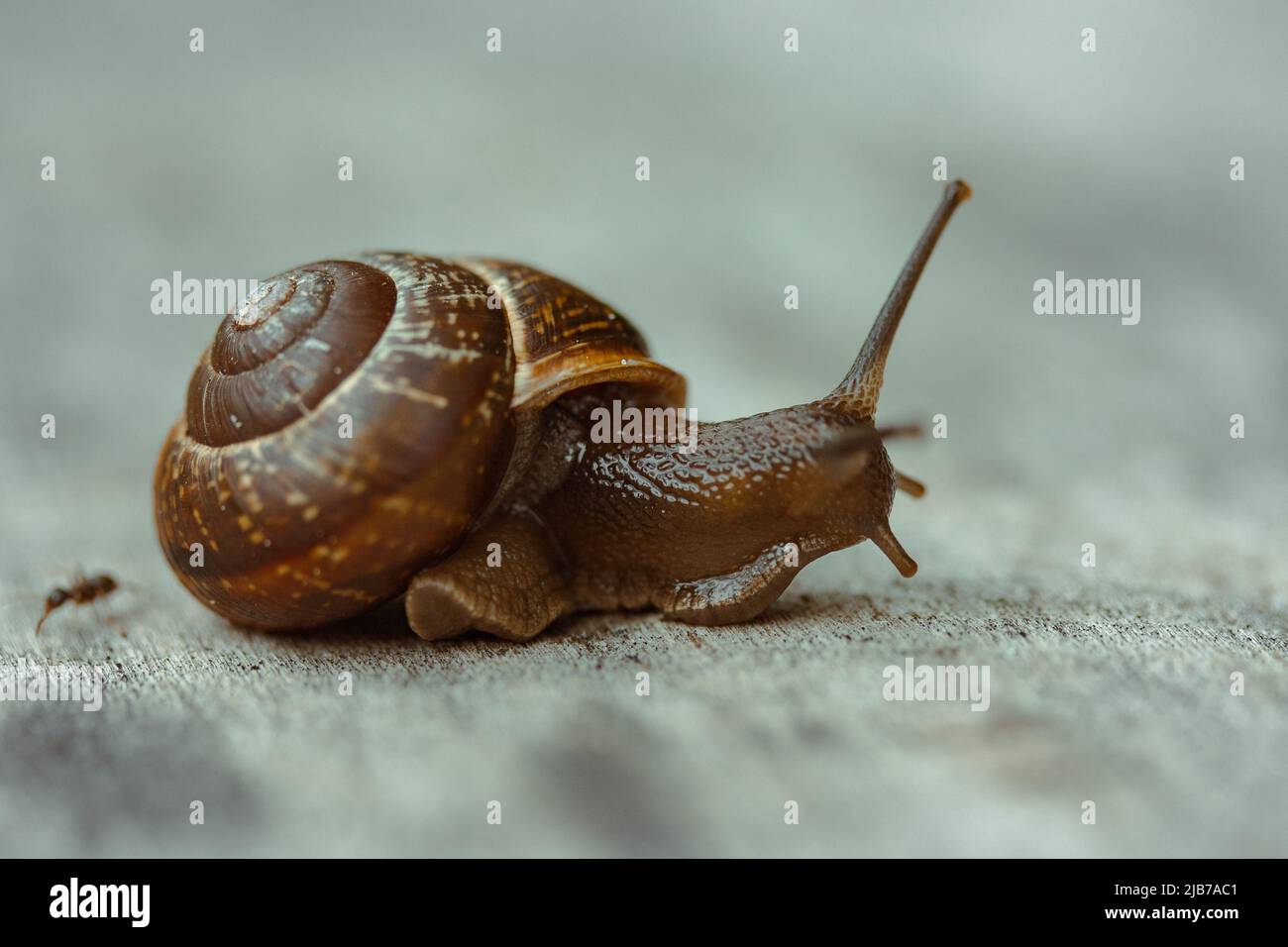 Snail on the tree in the garden. Snail gliding on the wet wooden ...