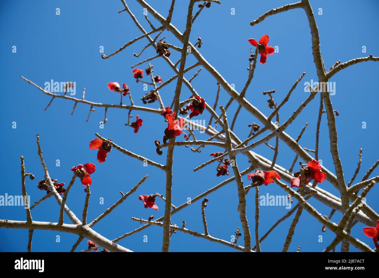 Beautiful red flowers on the tree Bombax Ceiba Blooms the Bombax Ceiba ...