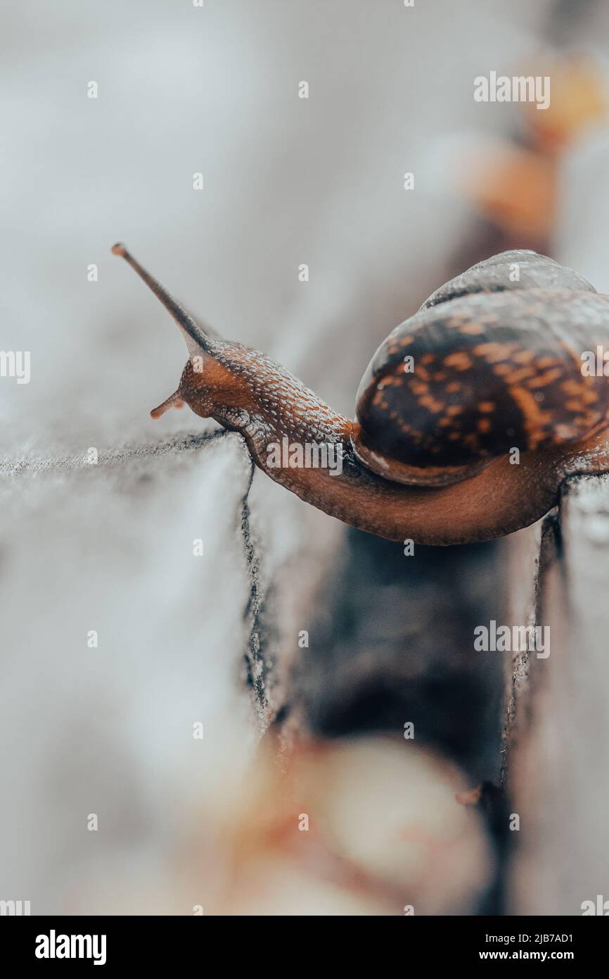 Snail on a wooden garden. The snail glides over the wet wood texture ...