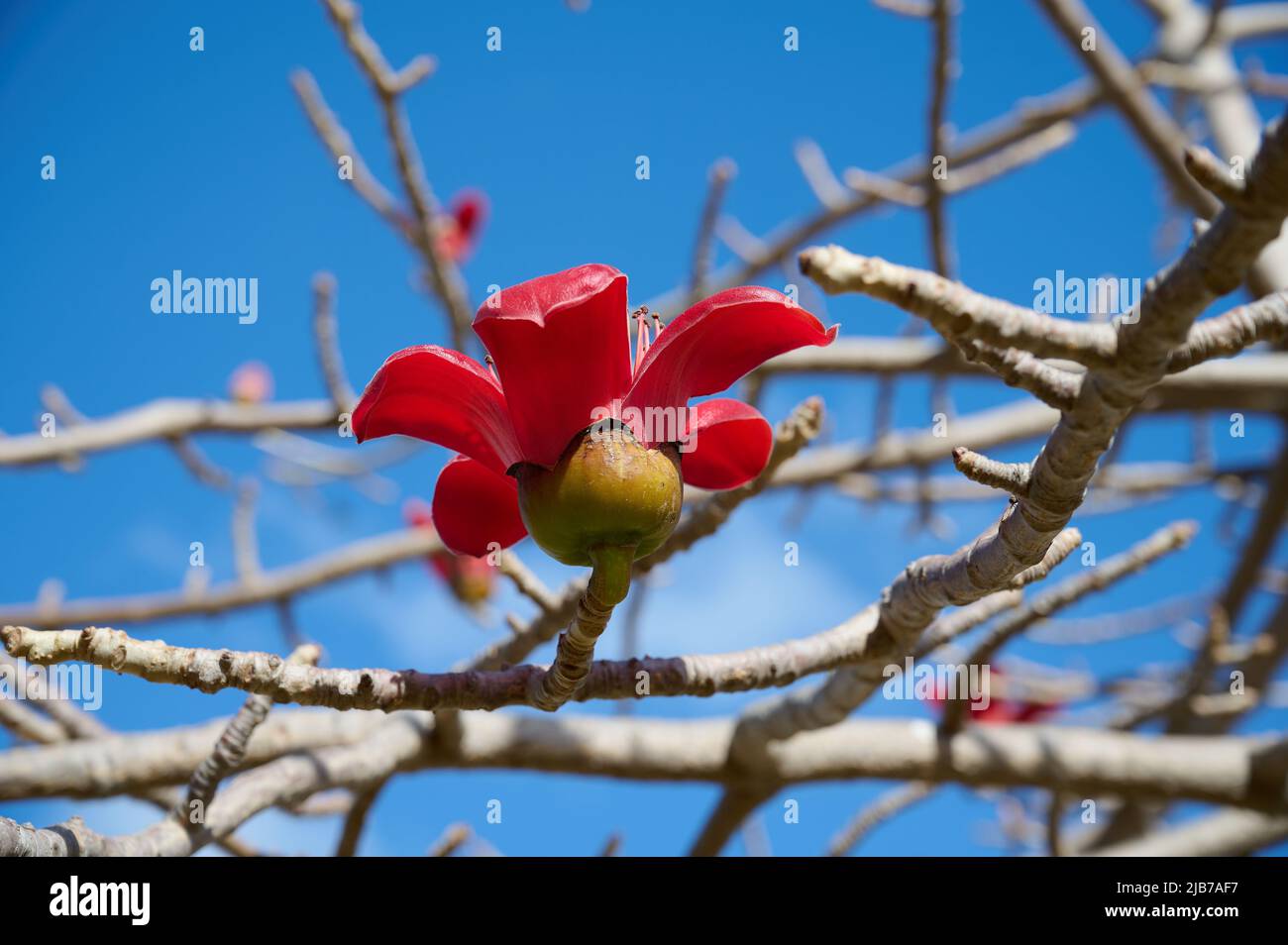 Beautiful red flowers on the tree Bombax Ceiba Blooms the Bombax Ceiba ...
