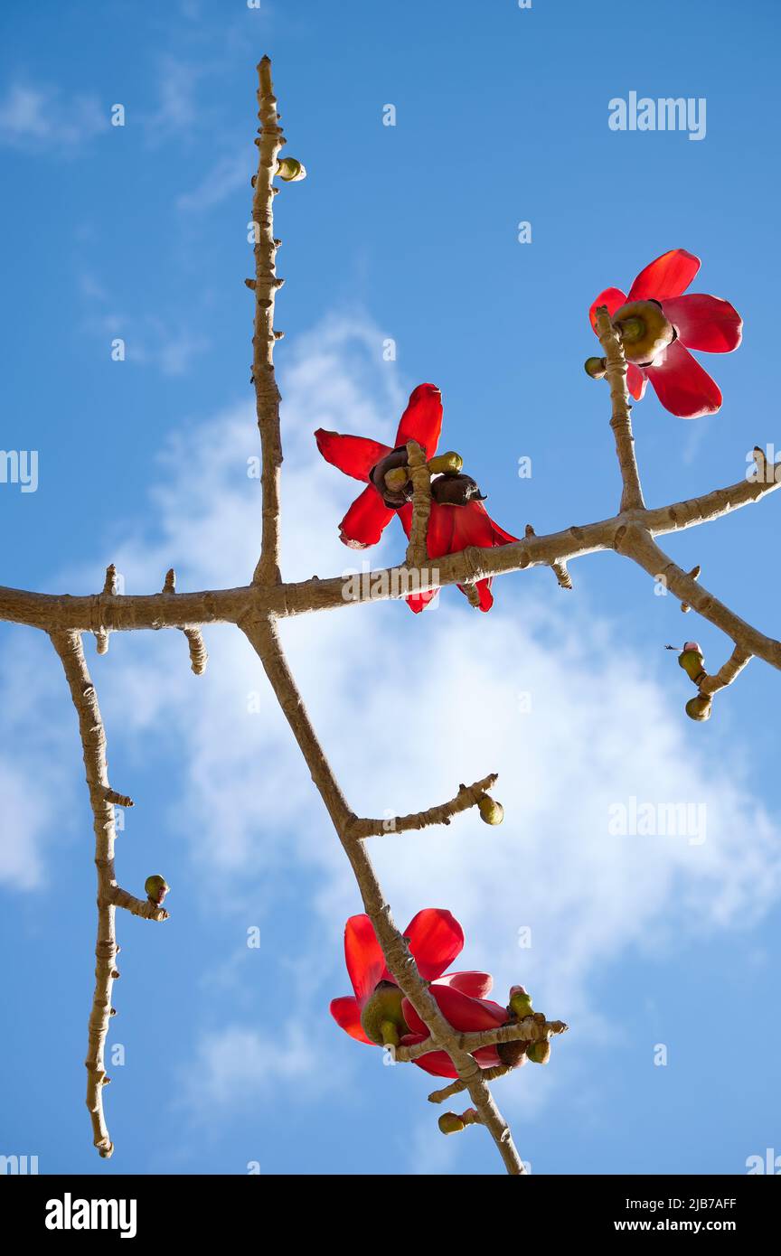 Beautiful red flowers on the tree Bombax Ceiba Blooms the Bombax Ceiba ...