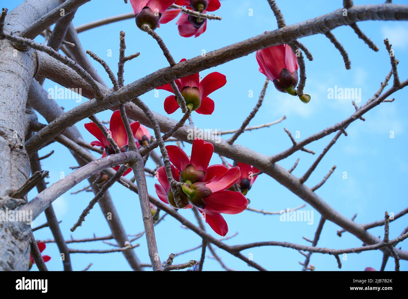Beautiful red flowers on the tree Bombax Ceiba Blooms the Bombax Ceiba ...