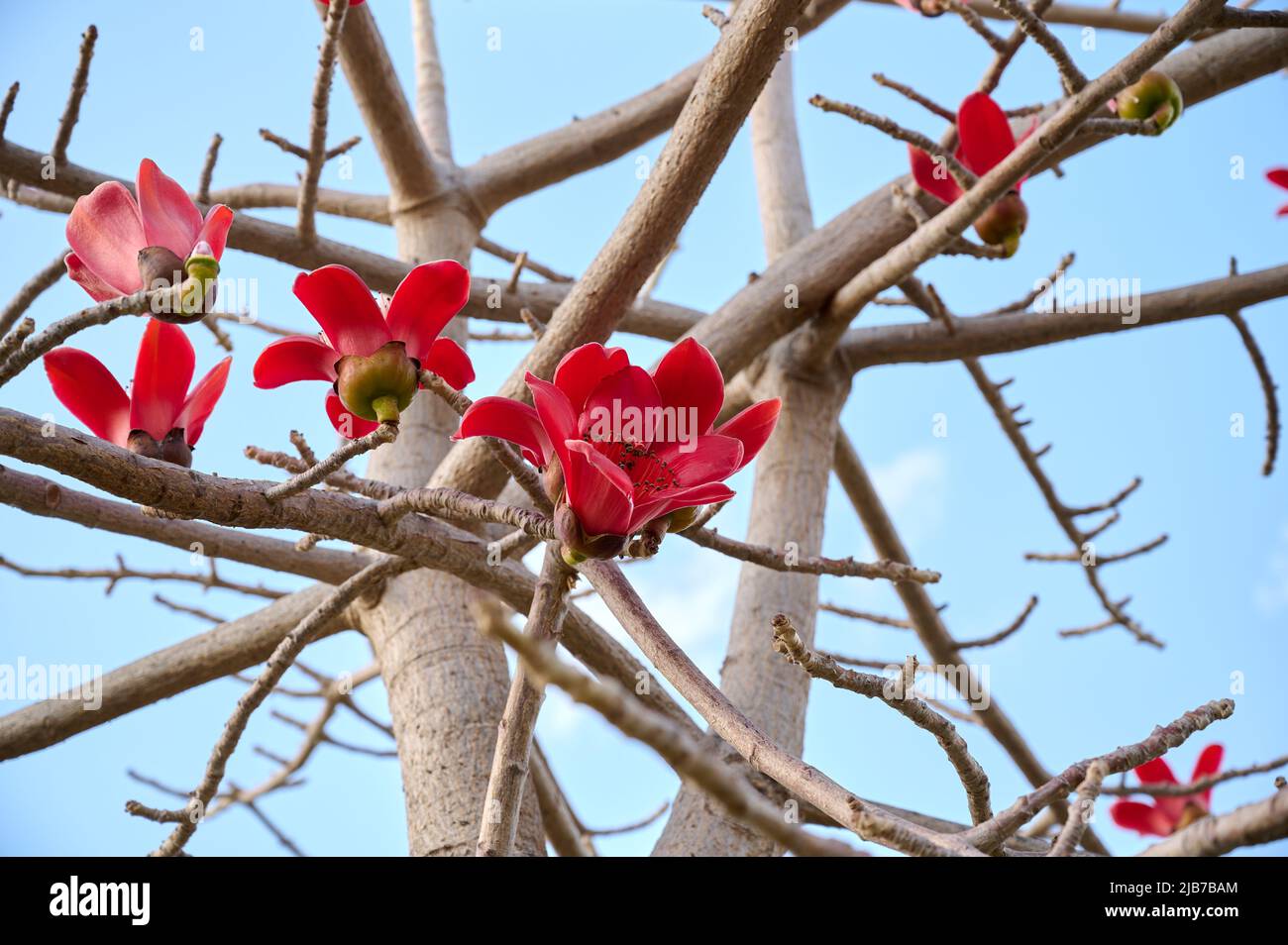 Beautiful red flowers on the tree Bombax Ceiba Blooms the Bombax Ceiba ...