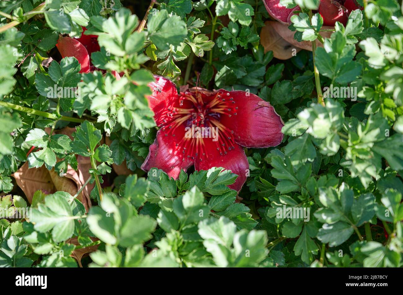 Fallen in the grass red flowers from the treeBombax Ceiba Blooms the ...
