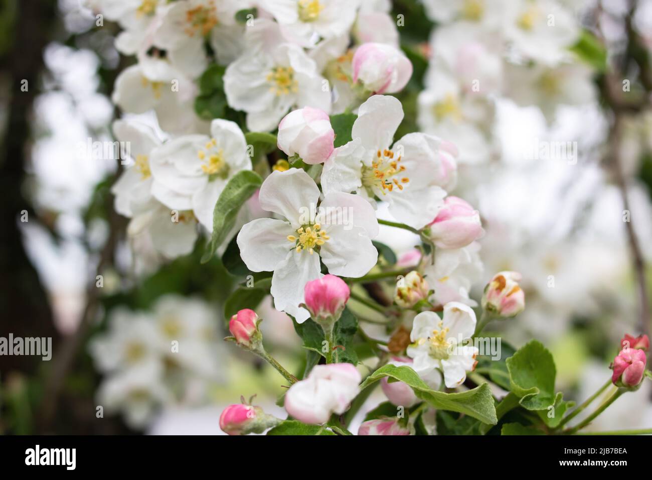 Pink flowers on an apple tree branch close up Stock Photo - Alamy
