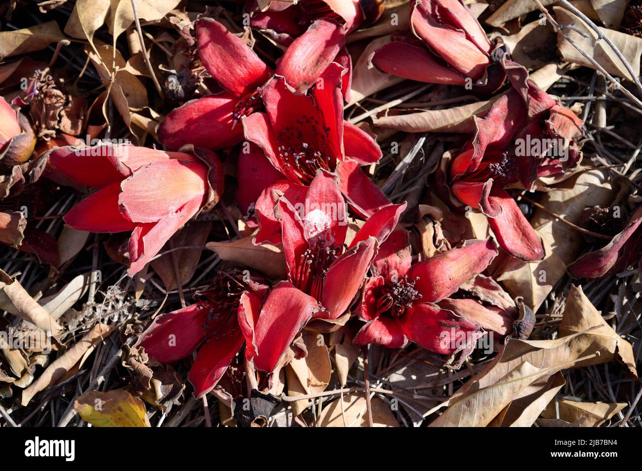 Fallen in the grass red flowers from the treeBombax Ceiba Blooms the ...