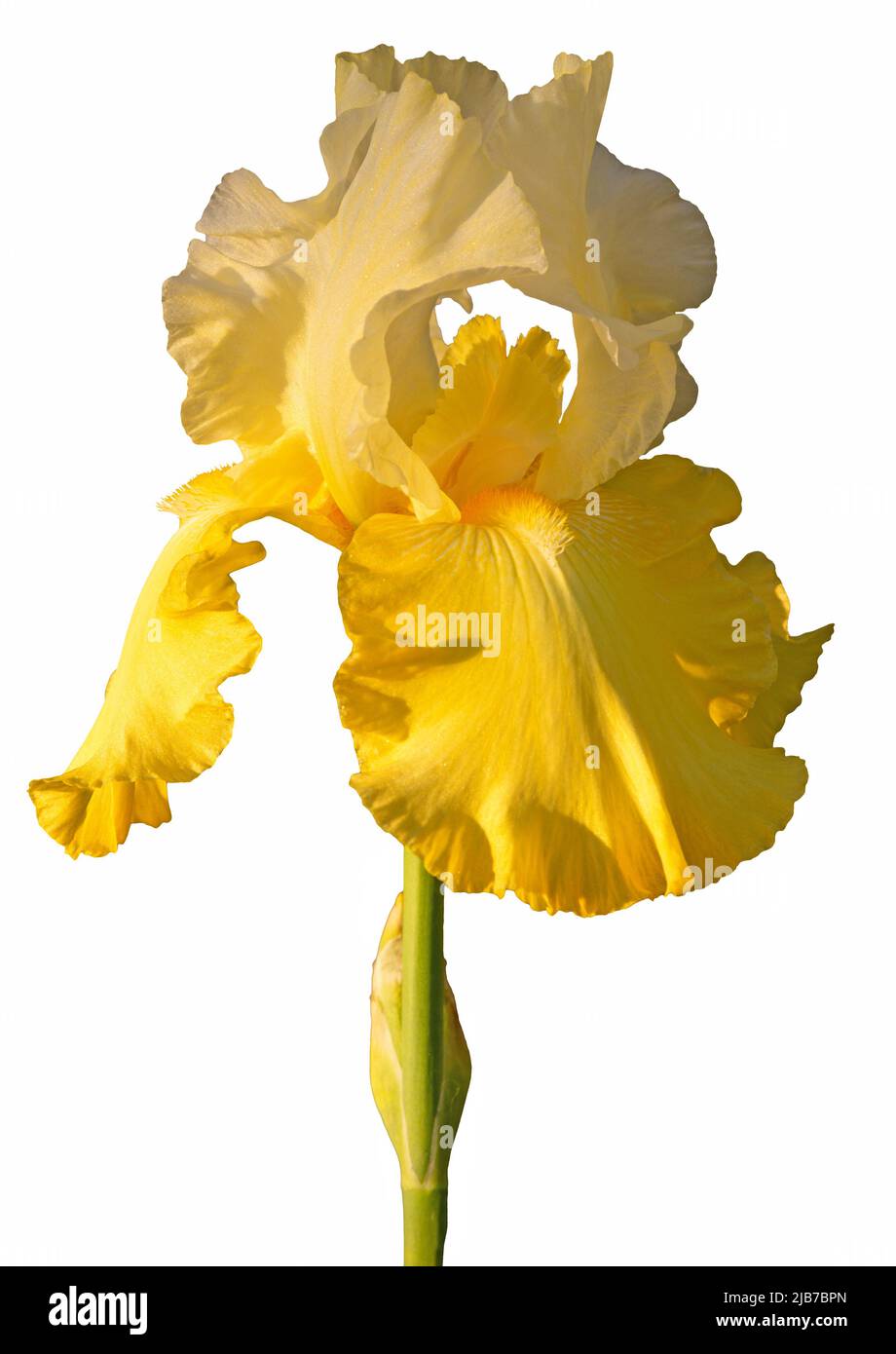 Yellow iris flower bud hi-res stock photography and images - Alamy