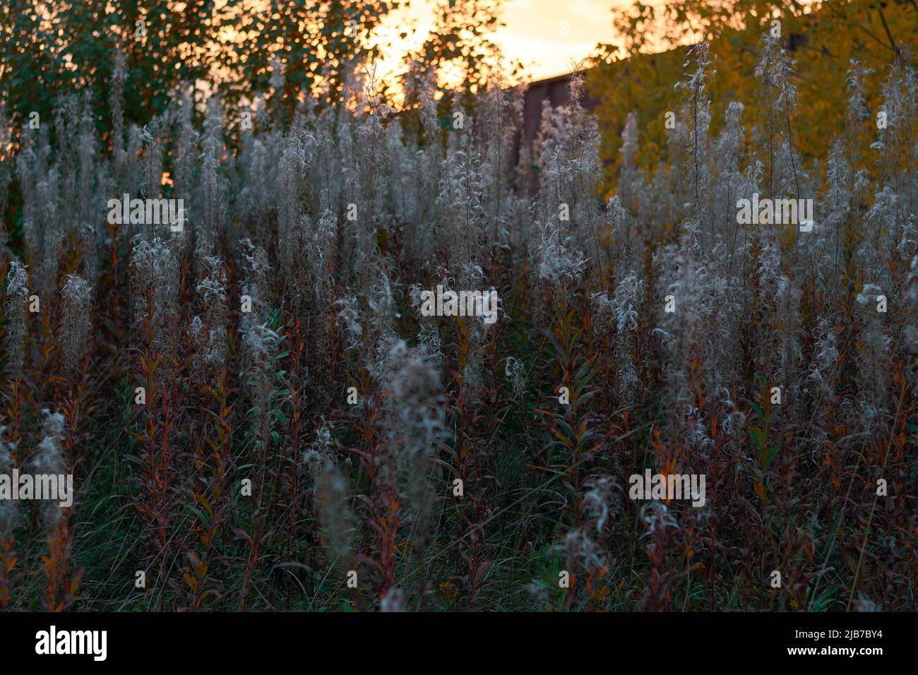 ivan tea field at sunset Stock Photo - Alamy