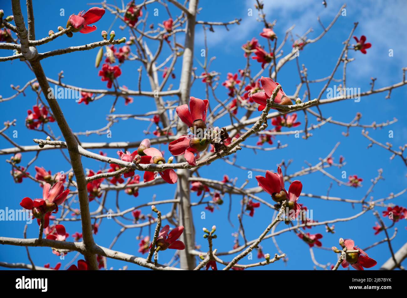 Beautiful red flowers on the tree Bombax Ceiba Blooms the Bombax Ceiba ...