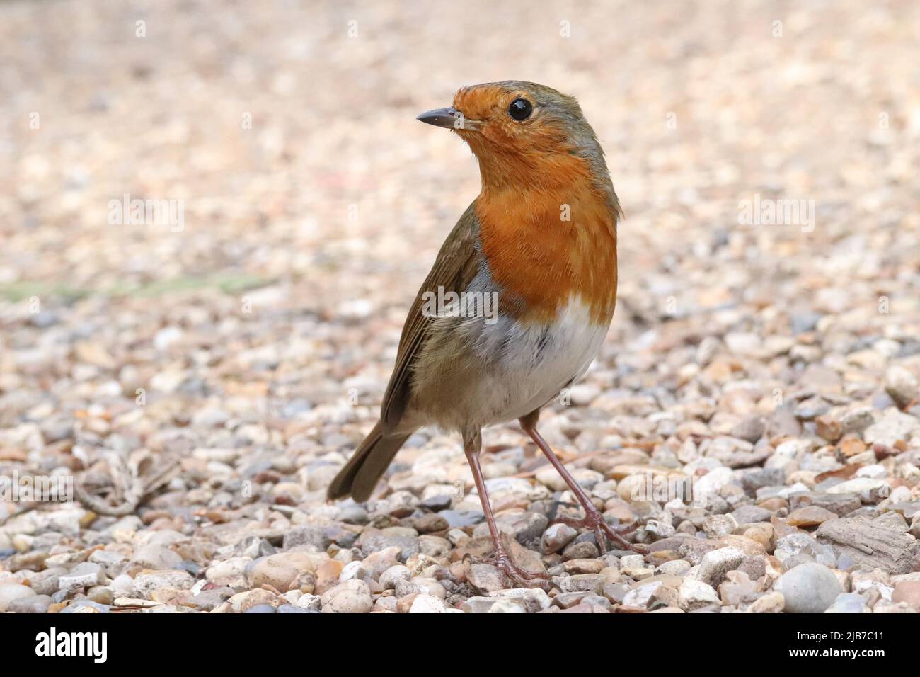 Robin eye hi-res stock photography and images - Alamy