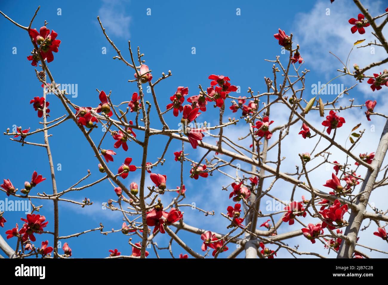 Beautiful red flowers on the tree Bombax Ceiba Blooms the Bombax Ceiba ...