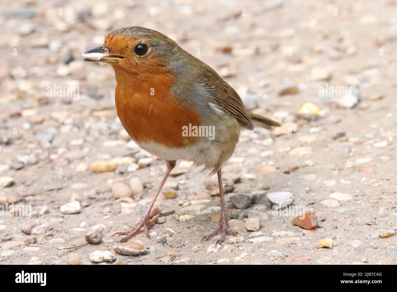 Robin eye hi-res stock photography and images - Alamy