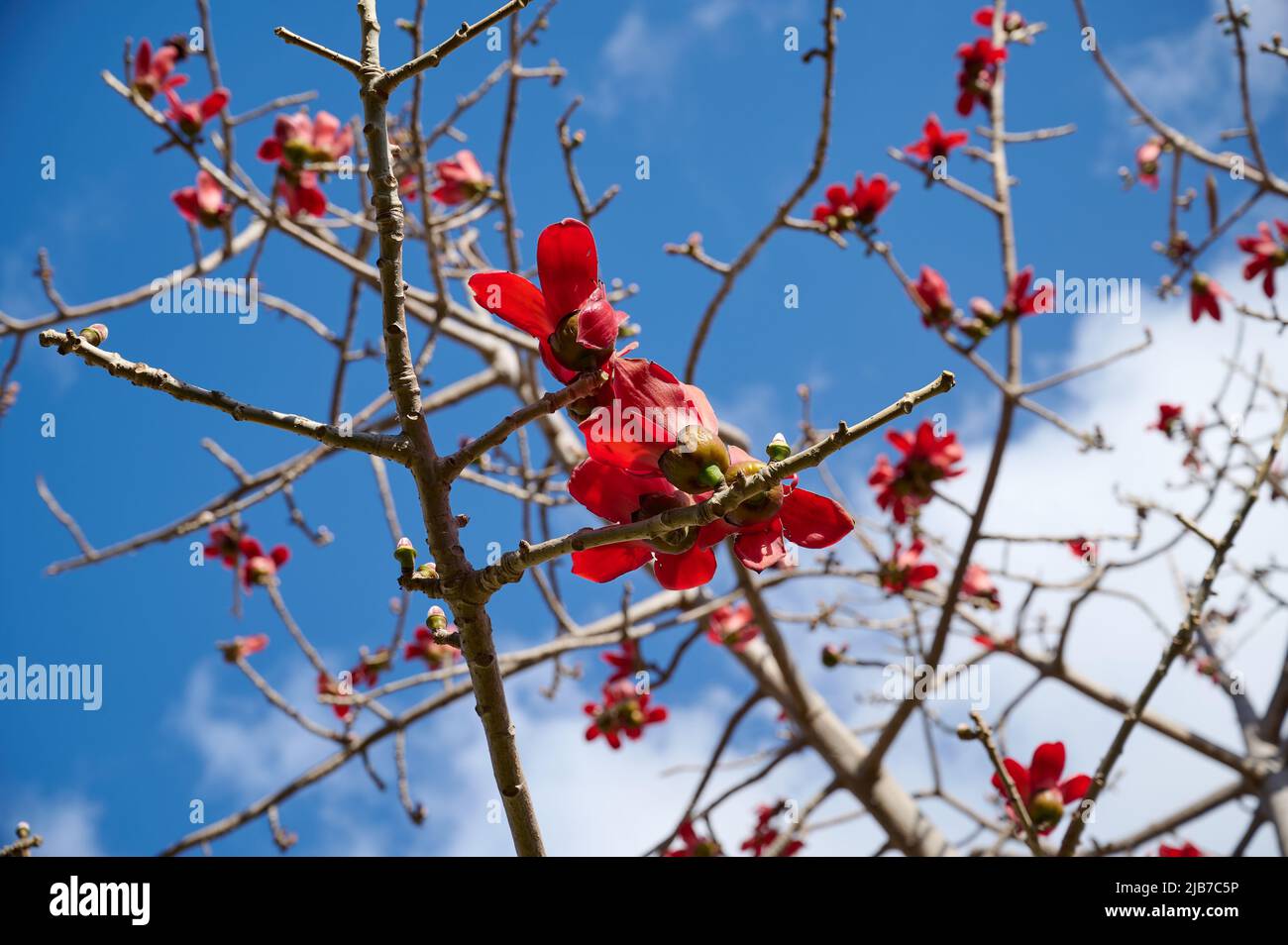 Beautiful red flowers on the tree Bombax Ceiba Blooms the Bombax Ceiba ...