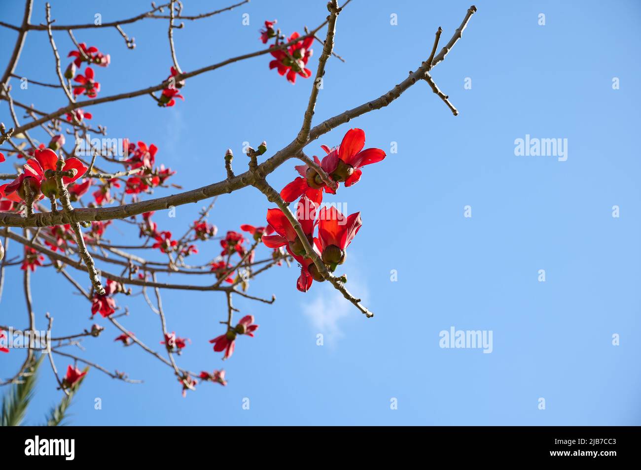 Beautiful red flowers on the tree Bombax Ceiba Blooms the Bombax Ceiba ...