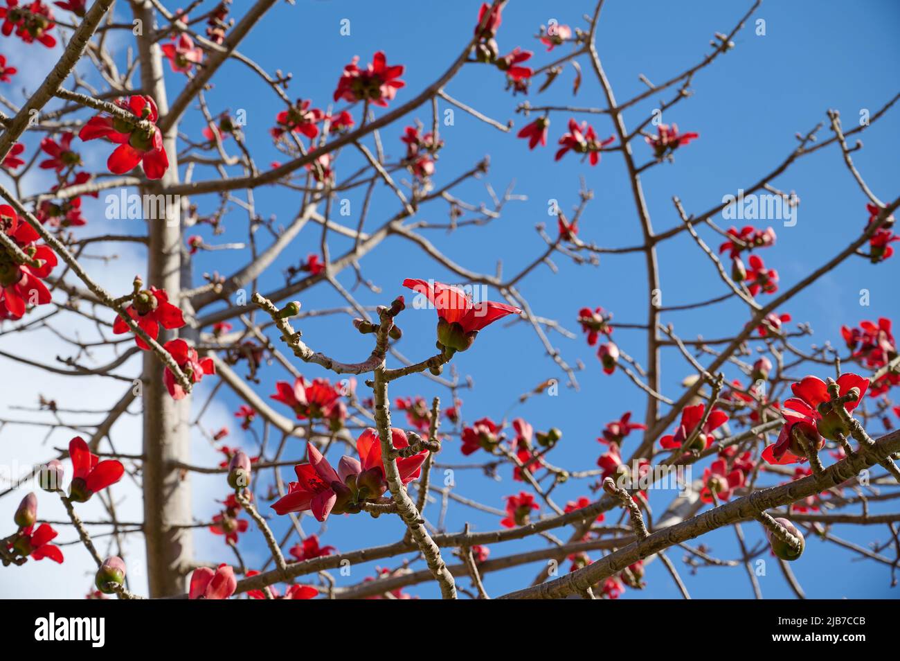 Beautiful red flowers on the tree Bombax Ceiba Blooms the Bombax Ceiba ...