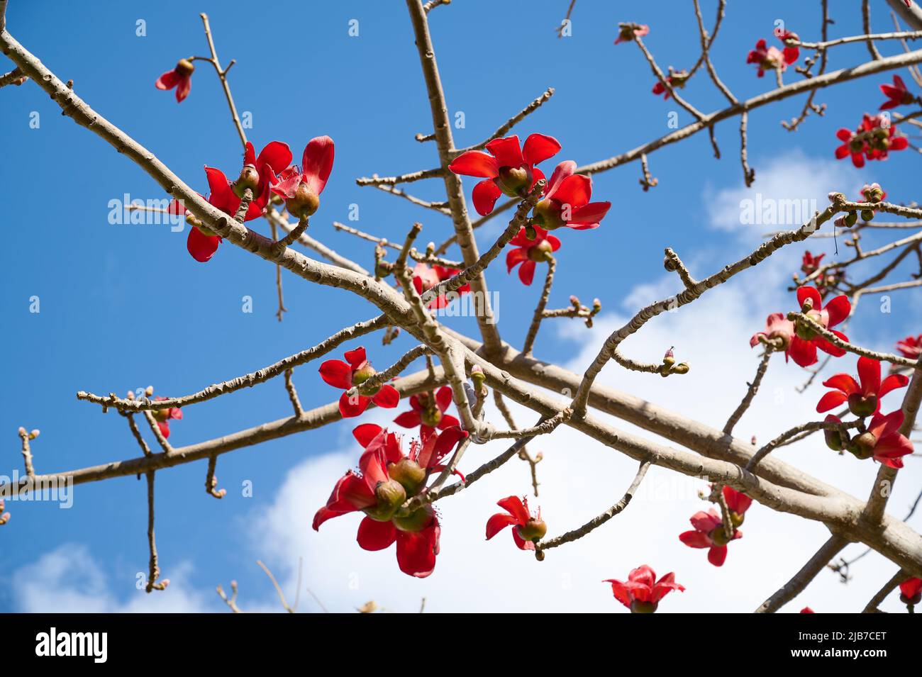 Beautiful red flowers on the tree Bombax Ceiba Blooms the Bombax Ceiba ...